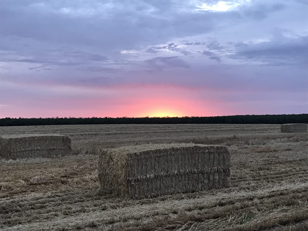 Hay Contracting & Sales - Bloomfield Hay & Transport